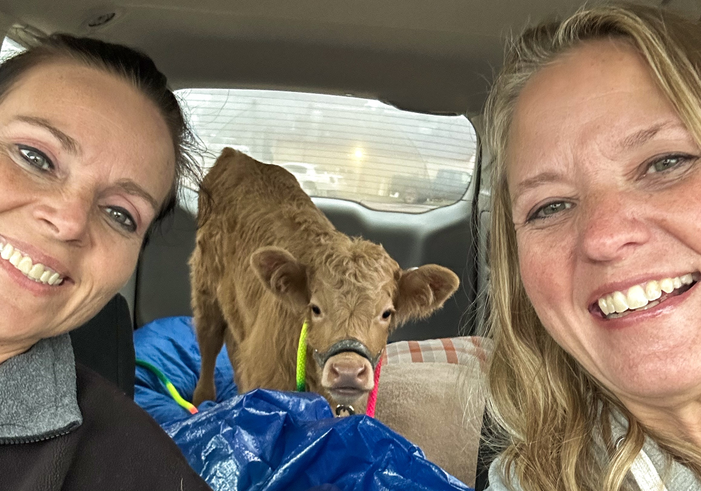 My Cow: The Cooperative Spirit at Work - Hoosier Energy